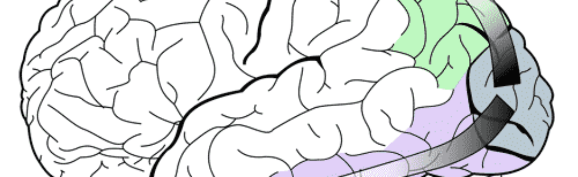 “New Approaches to Visual Rehabilitation for Cortical Blindness ...